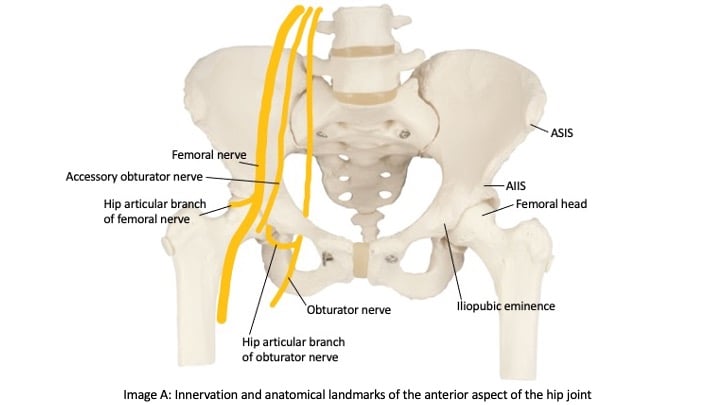 EM Ultrasound Section // Pericapsular Nerve Group (PENG) Block for ...