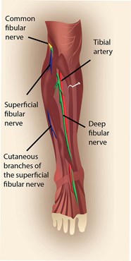 Deep Peroneal Nerve Block Sonoguide