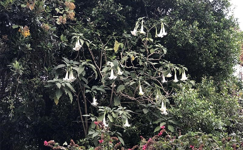 Angel’s Trumpet and Devil’s Breath: A Trip into Psychonaut Culture ...